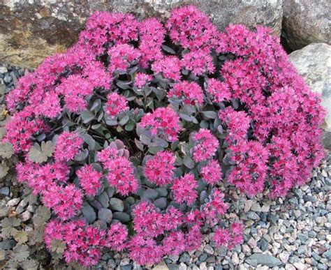 Sedum Lidakense Pondside Nursery