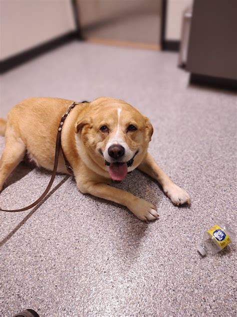 Phoenixs Best Vets Updated 2025