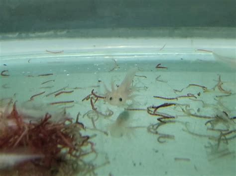 알비노 우파루파 분양 아홀로틀 분양 경남 김해 파충류샵 양서류샵 마린렙타일 본점 네이버 블로그