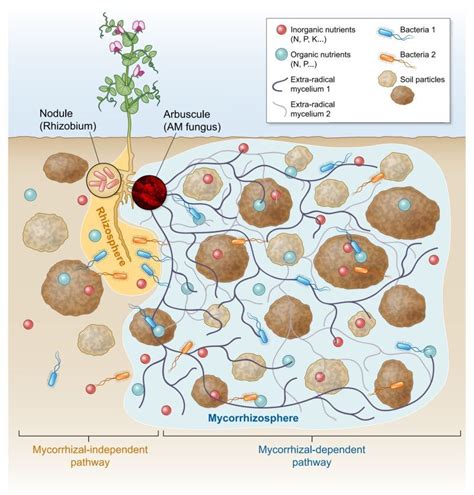 Lara El Saad Posted On Linkedin