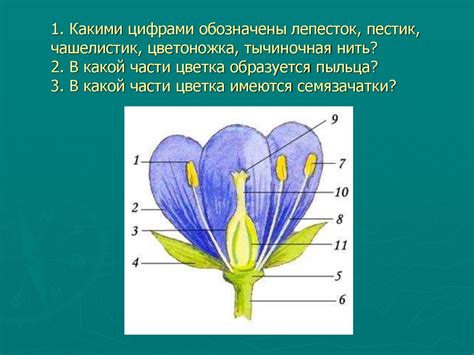 Строение цветка Части цветка презентация онлайн
