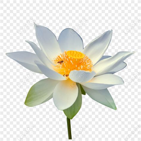 화이트 워터 릴리 Png 일러스트 무료 다운로드 Lovepik