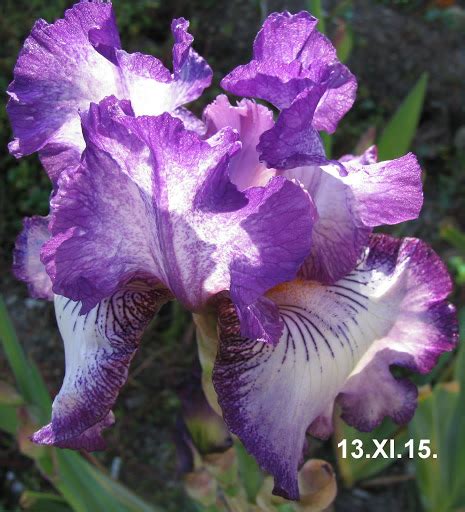 Честит Рожден Ден Мария Николова Page 10 Форум