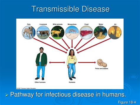 Ppt Chapter 18 Powerpoint Presentation Free Download Id5581197