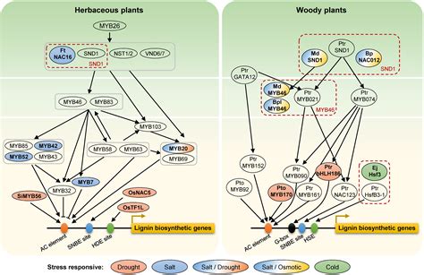 Lignin In Plants
