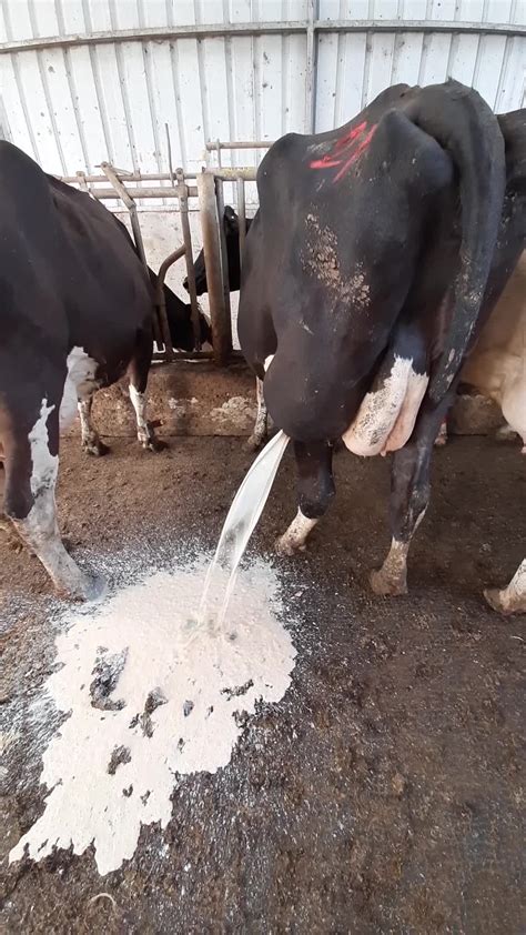 Draining A Huge Abscess On A Dairy Cow