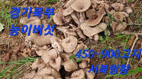 2022년9월11일 산행기 능이버섯 능이버섯산행 줄능이 Youtube