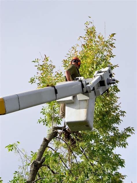Expert Tree Services Tips How Often Should You Trim Trees