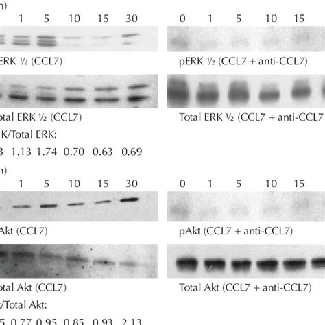 Cell Signaling Assays For Bone Marrow Derived Connective Tissue Type Download Scientific