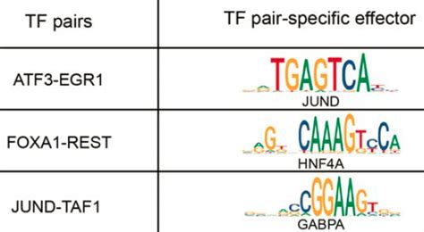 Undergraduate Babeships Placements Gene Regulation Teif Lab