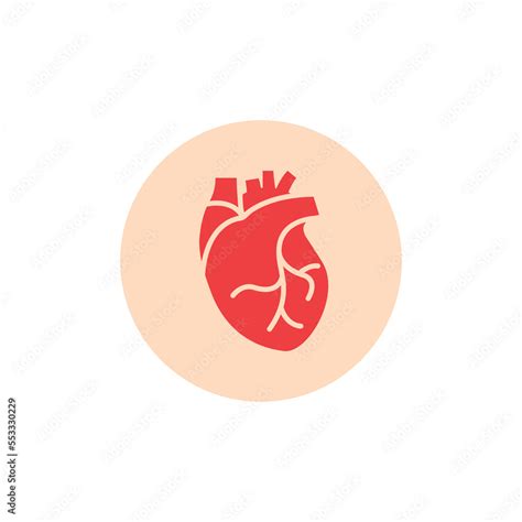 Human Heart Medical Vector Desease Cardiovascular Organ Anatomy