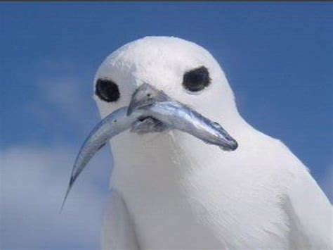 The Manu O Ku Honolulus Official Bird