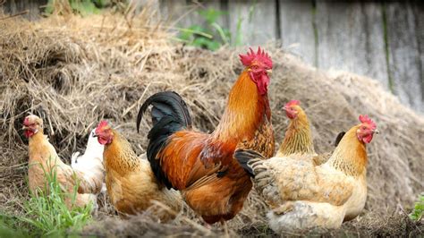 How To Treat Worms In Chickens Dine A Chook