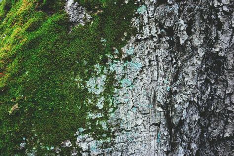 Moss Tree Bark Royalty Free Stock Photo