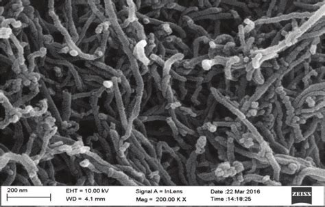 Field Emission Scanning Electron Microscope Fesem Image Of Closely Download Scientific