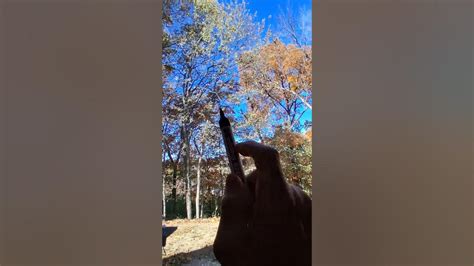 Stop Birds From Crashing Into Windows With A Uv Marker Youtube