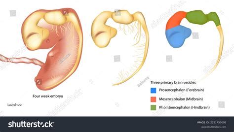 Midbrain Images Stock Photos And Vectors Shutterstock