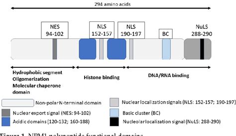Figure 1 From The Role Of Nucleophosmin 1 Npm1 Mutation In The Diagnosis And Management Of