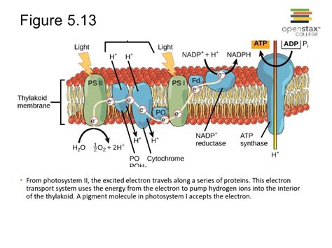 Photosystem 2 Diagram Quizlet
