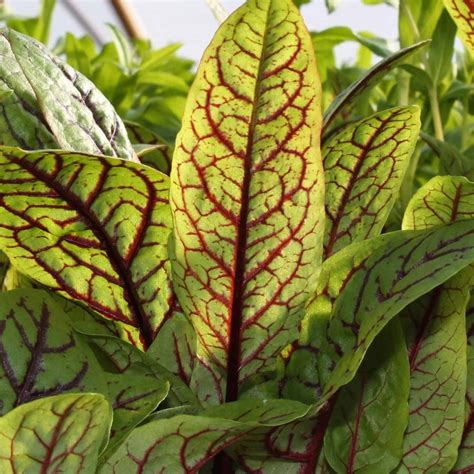 Red Veined Sorrel Plant