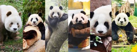 福寶成長記，記錄很多經典名場面的珍貴影像🤩 福寶第一隻在韓國誕生的大熊貓，擁有很多第一次：學走路、坐飛機 熊貓 Panda 國寶 成都大熊貓 國寶熊貓 中國國寶 小