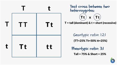 Evolution And Inheritance Flashcards Quizlet