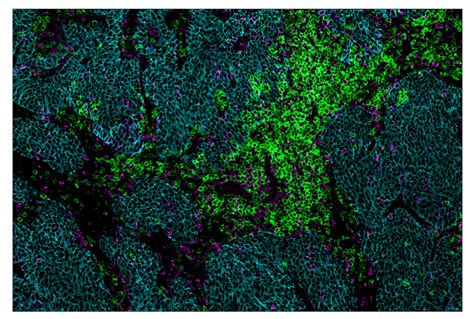 Mhc Class Ii Lgii 612 14 And Co 0105 594 Signalstar™ Oligo Antibody Pair Cell Signaling Technology