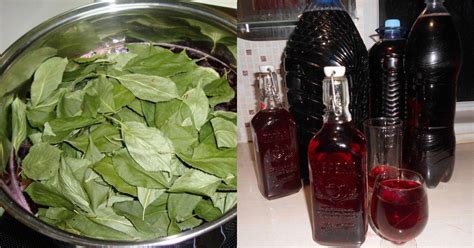 როგორ მოვამზადოთ ალუბლისა და მოცხრის ფოთლების კონიაკი სასარგებლო რჩევები