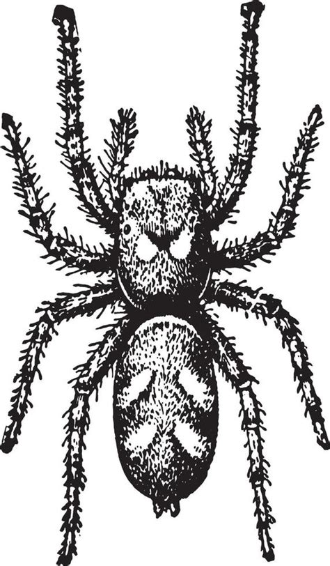 Jumping Spider Vintage Illustration 13475637 Vector Art At Vecteezy