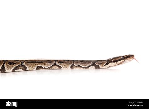 Beautiful Python Isolated In A White Background Stock Photo Alamy