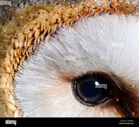 Small Feathers Around Eye Of The Nocturnal Bird Of Prey Barn Owl Tyto