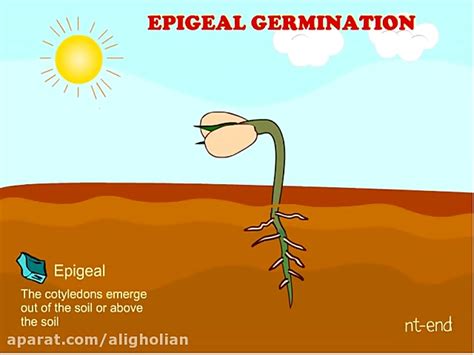 انیمیشن جوانه زنی گیاه دو لپه از نوع اپی ژل