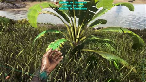 Best Seeds To Plant Ark At Christine Voss Blog