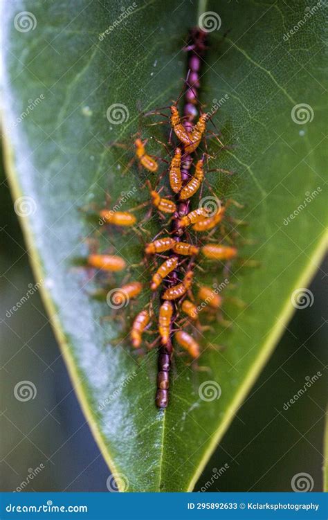 Leaf Footed Bug Nymph Leptoglossus Phyllopus On Magnolia Leaf In