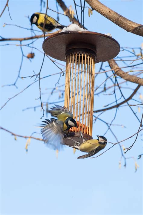 Great Tits On Bird Feeder On Tree Winter Time Stock Image Image Of Outdoors Underparts