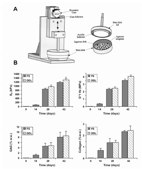 3 Engineered Cartilage A Schematic Of Bioreactor Used For Dynamic
