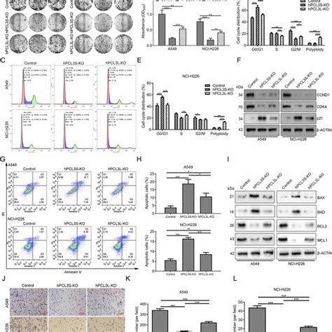 Effect Of Hpcl3s And Hpcl3l Knockout On Proliferation Cell Cycle