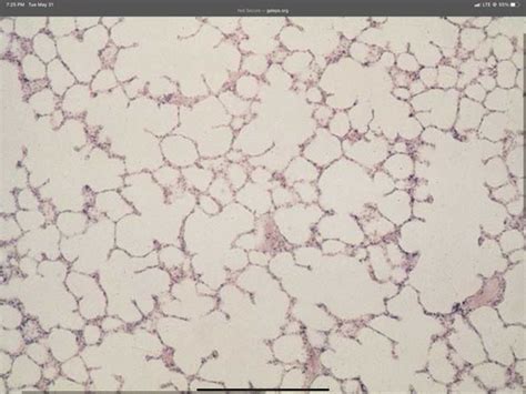 Lab Practical 1 Tissues Flashcards Quizlet