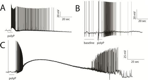 Neuronal Response To Polyp Both Cns And Pns Neurons Responded To The