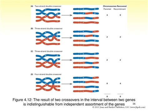 Ppt Chapter 4 Gene Linkage And Genetic Mapping Powerpoint