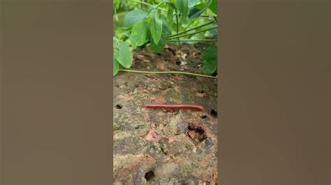 Millepede L Please Subscribe 🥺 🙏🏼 L Music Love Shorts Short Viral Reels Fruit Remix Yt