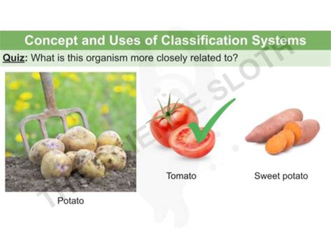 Concept And Uses Of Classification Systems Binomial System Comparing