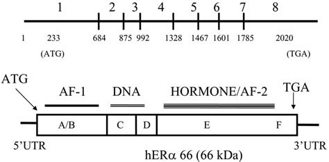 Overview Of The Functional Domains Of The Er And Corresponding Cdna Download Scientific