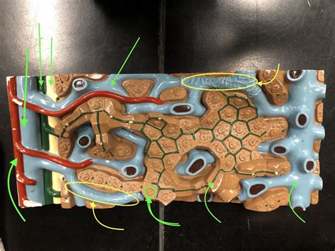 Liver Histology Model Diagram Quizlet