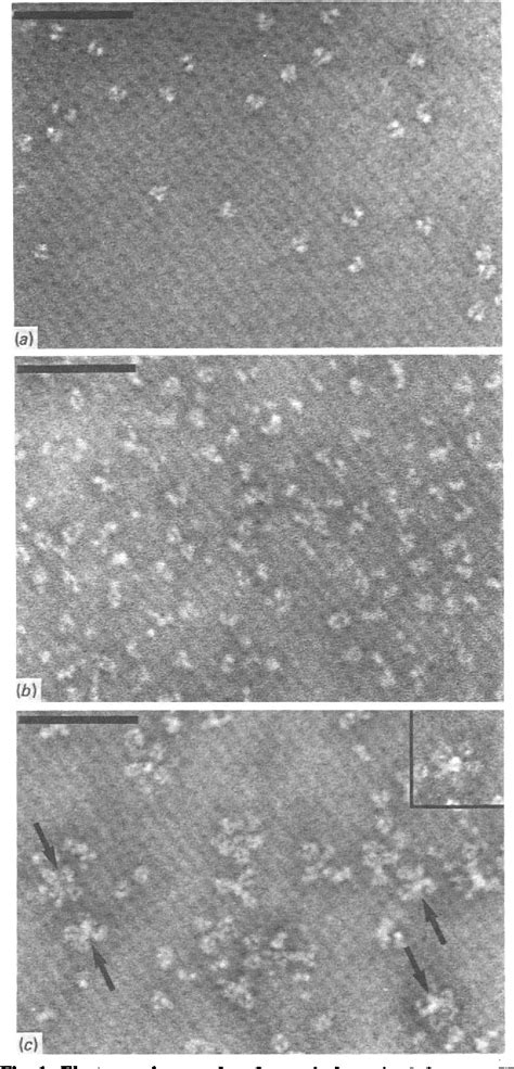 Figure 1 From Topology And Quaternary Structure Of Pro Sucraseisomaltase And Final Form Sucrase