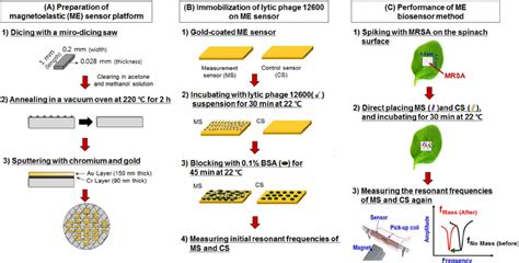 Schematic Diagram For A Preparation Of Magnetoelastic Me Sensor Download Scientific Diagram