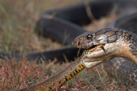 King Cobra Agumbe Karnataka Conservation India