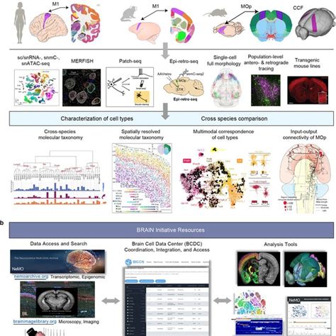 Genetic Tools For Targeting Cortical Glutamatergic Projection Neuron Download Scientific