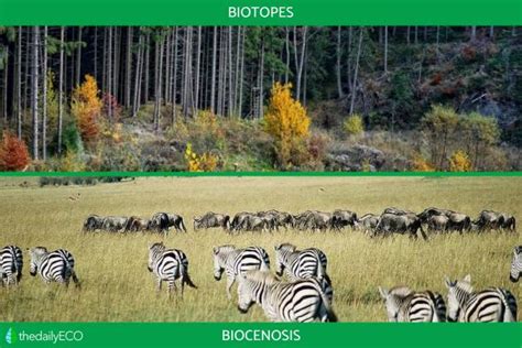 Biotopes And Biocenosis Definition And Differences With Examples