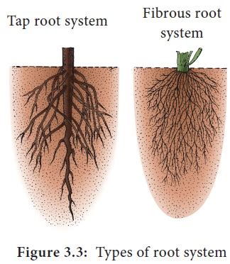 Types Of Root